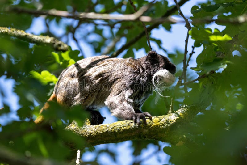 Emperor tamarin stock photo. Image of cute, mammal, tree - 164853998