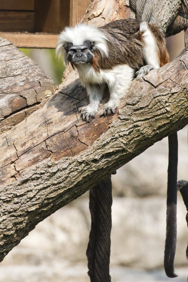 Emperor Tamarin Monkey on the Sunset Background Stock Photo - Image of ...