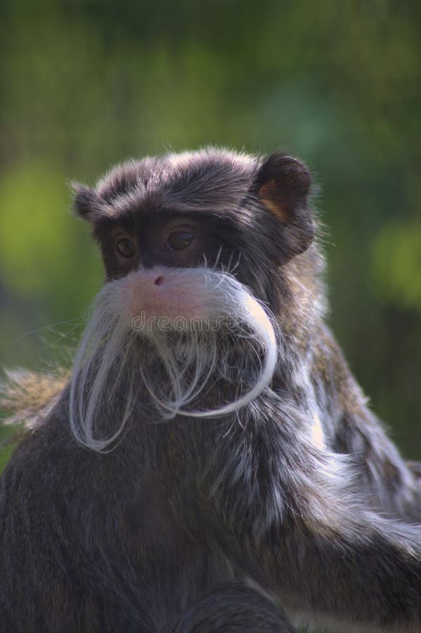 Emperor Tamarin Monkey at the Zoo. Stock Image - Image of mischievous ...