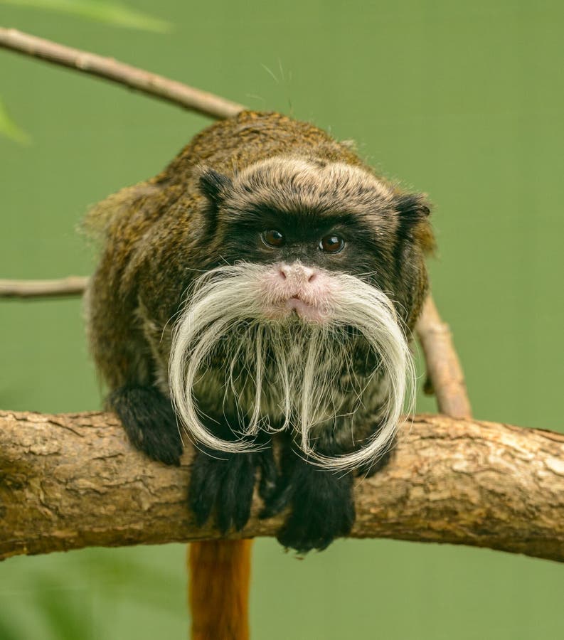 Emperor Tamarin Monkey stock photo. Image of furry, mammal - 15787644