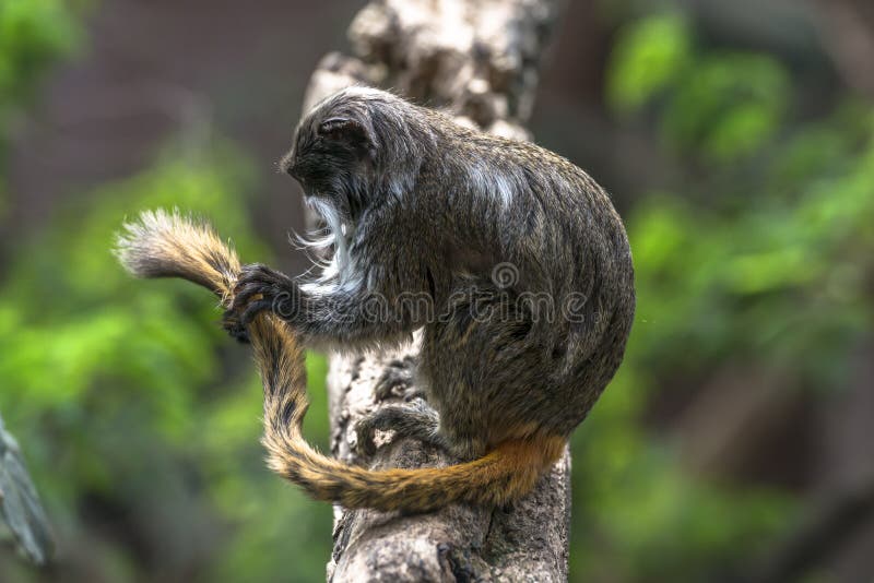Emperor Tamarin (Saguinus Imperator) Stock Image - Image of moustache ...