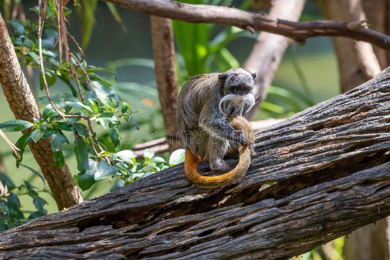 Emperor Tamarin (Saguinus Imperator) on a Tree Stock Photo - Image of ...