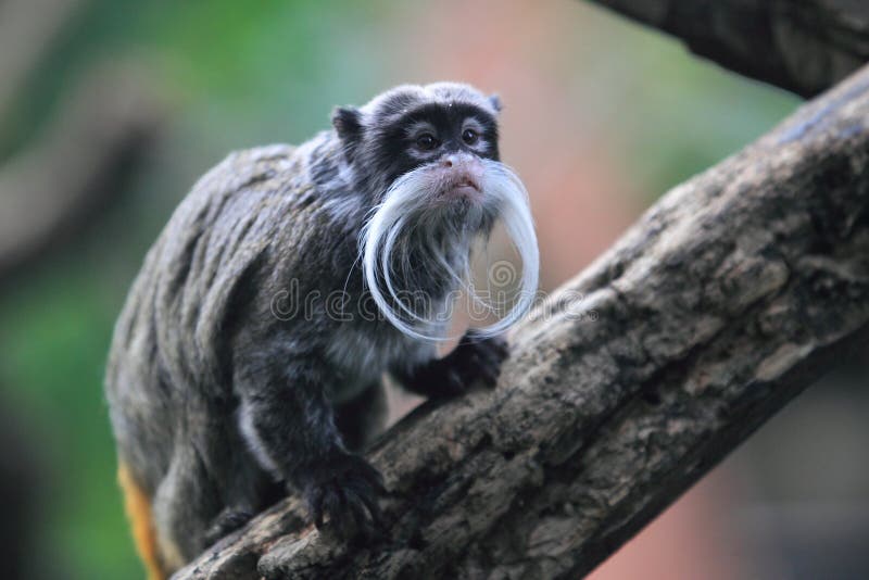 Emperor tamarin stock photo. Image of tree, imperator - 31015680