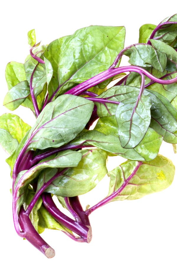 Isolated Emperor Penguin with Clipping Path Stock Photo - Image of ...