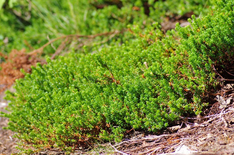 Empetrum stock photo. Image of leaf, plant, fruit, crowberry - 184588942