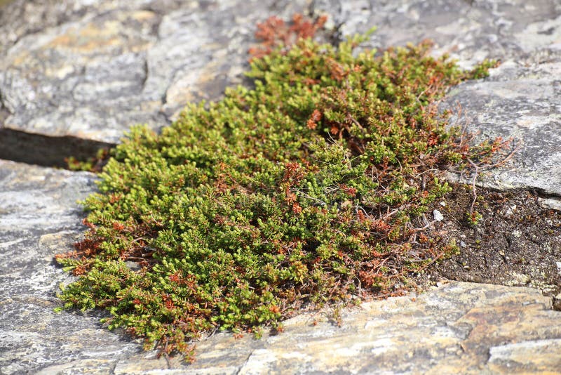 Empetrum or crowberry stock photo. Image of natural, empetrum - 36858360