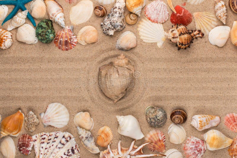 Seashell in the Center of a Circle Made of Sand, among Seashells and ...