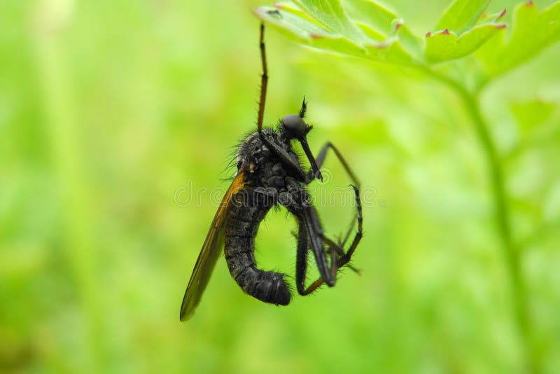 Empid fly stock photo. Image of black, empid, insects - 31484072