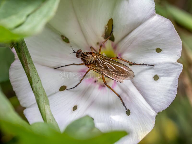 Empis Livida Fly Inside White Flower Cup Stock Image - Image of outdoor ...