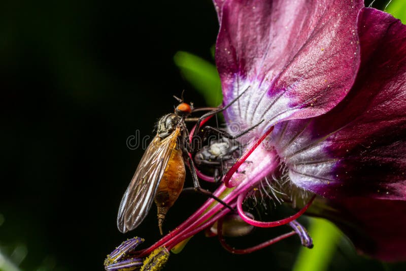 Empis Tesselata Dance Fly on a Plant Stock Photo - Image of outdoor ...