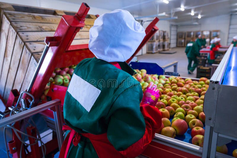 The Employee Sorts the Fresh Ripe Apples on the Sorting Line. Pr Stock ... The Employee Sorts the Fresh Ripe Apples on the Sorting Line. Pr Stock ...