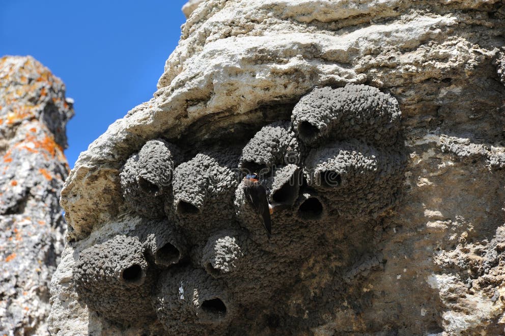 Empoleirar-se No Lado Do Ninho Foto de Stock - Imagem de américa, lamar ...