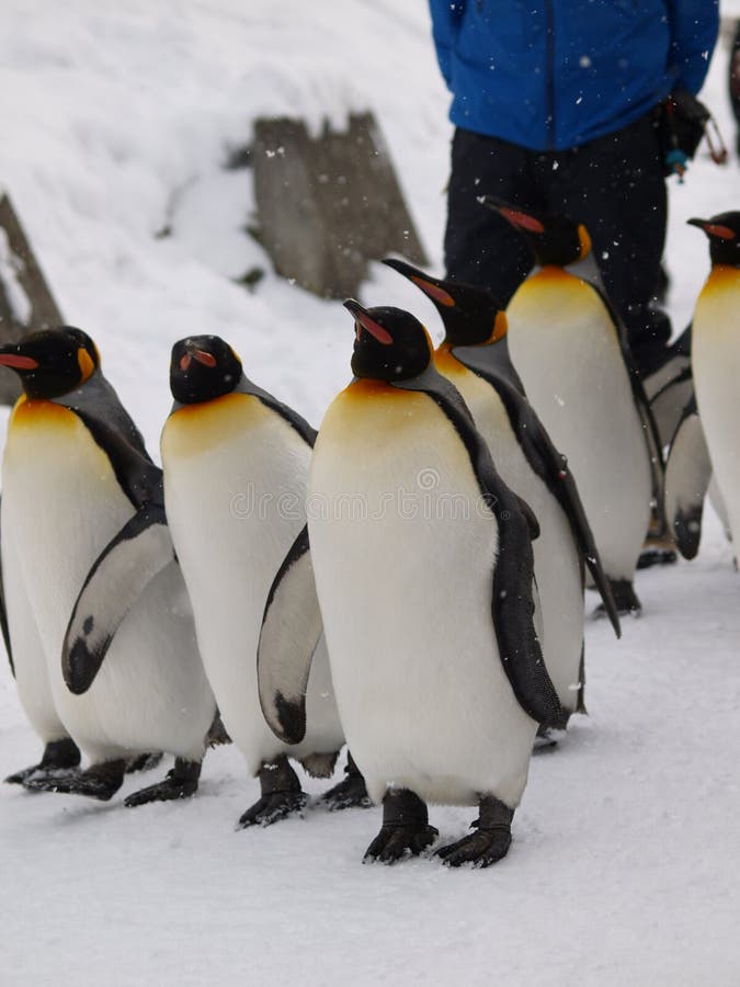 Emporer penguins stock image. Image of birds, antarctica - 2276351