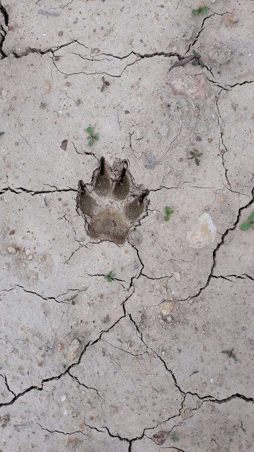 Empreinte De Pas Animale Traces De La Patte Animale Au Sol Criqué Une ...