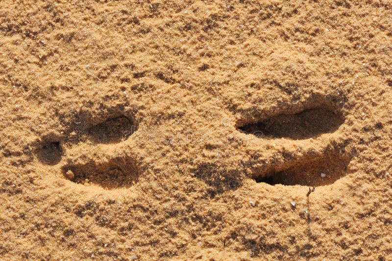 Empreinte de pas image stock. Image du contour, sabot - 23048869