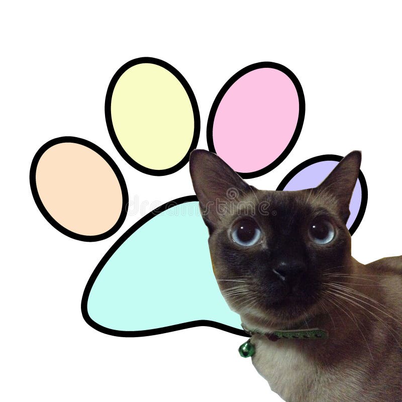 Empreinte De Pas De Chat Siamois Et D'animal D'isolement Illustration ...