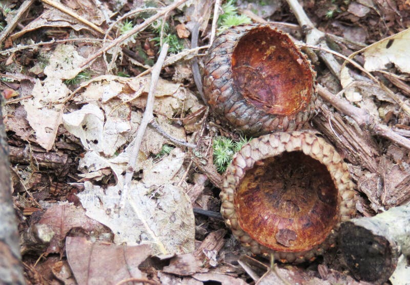 Acorn shells lying in moss stock image. Image of moss - 103136947