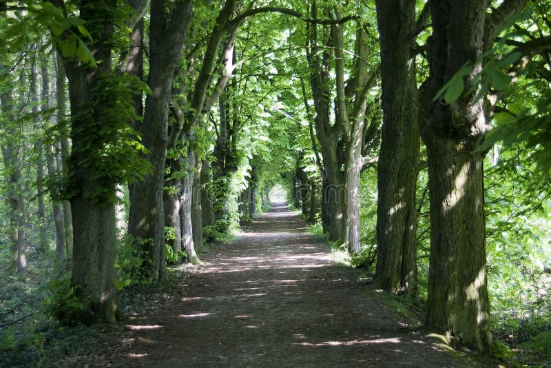 Empty alley stock image. Image of country, leaves, bright - 9119487