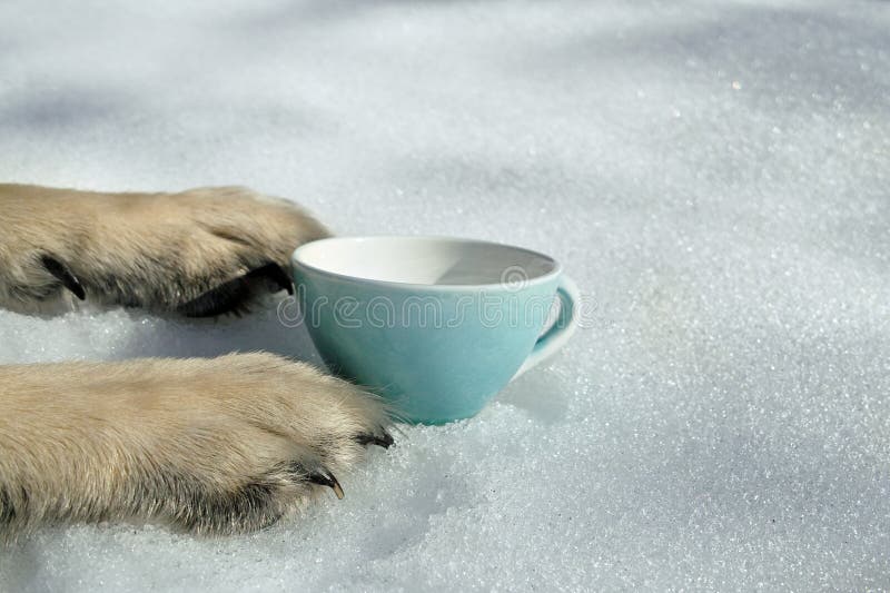 Empty Animal Bowl stock image. Image of absence, cold - 68562009
