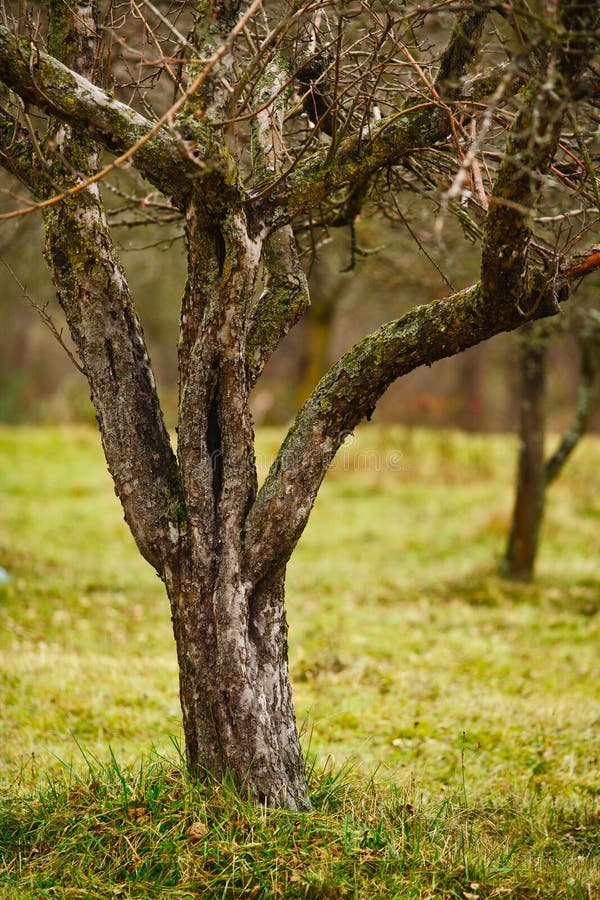 Apple trees orchard stock image. Image of apple, beautiful - 16526701