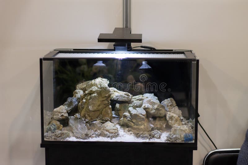 Empty Vivarium Stock Photos - Free & Royalty-Free Stock Photos from ...