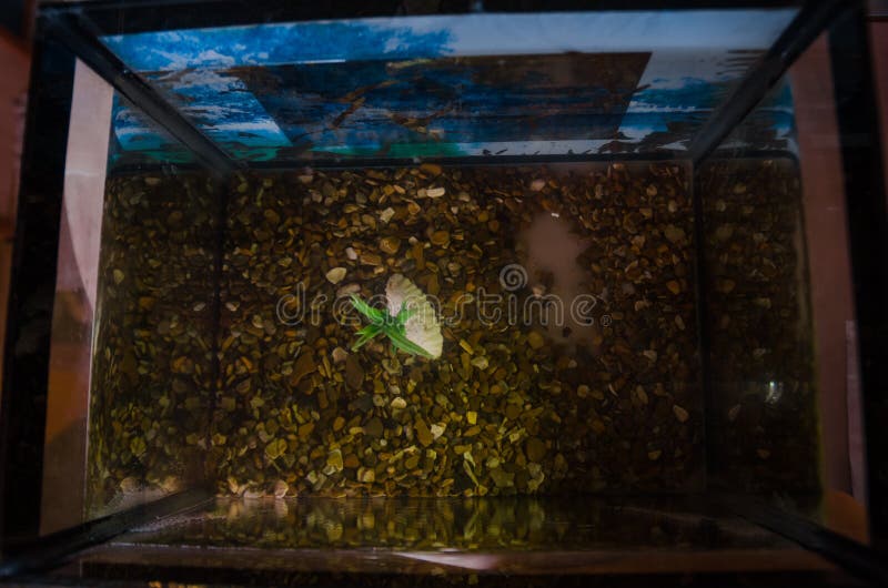 Empty aquarium stock image. Image of bottom, nature - 144691901