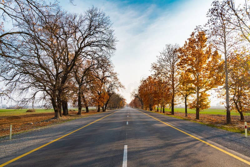 Empty Asphalt Road with Autumn Yellow Trees. Long Way Stock Image ...