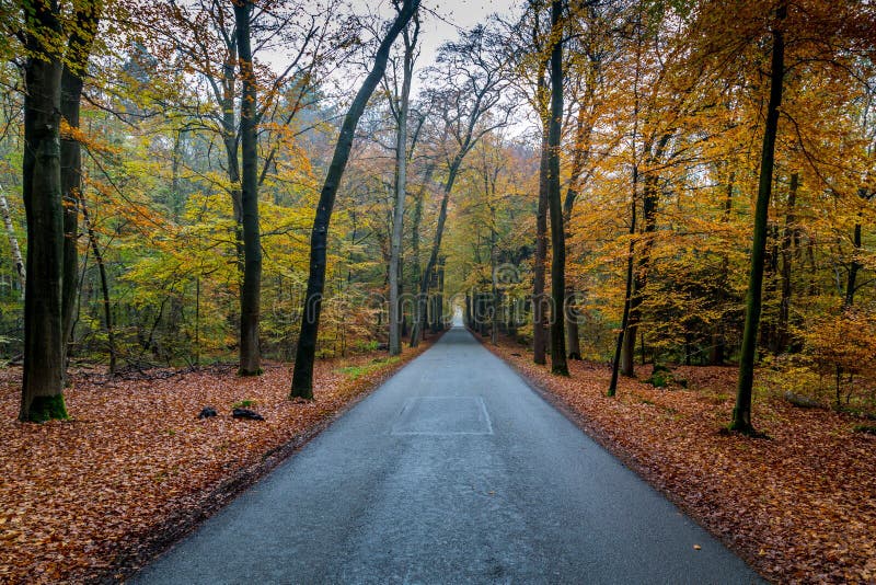 Empty Asphalt Road Passing through a Forest with Yellow Trees in Fall ...