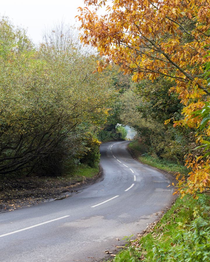 Empty Asphalt Road Passing through Trees during the Daytime Stock Photo ...