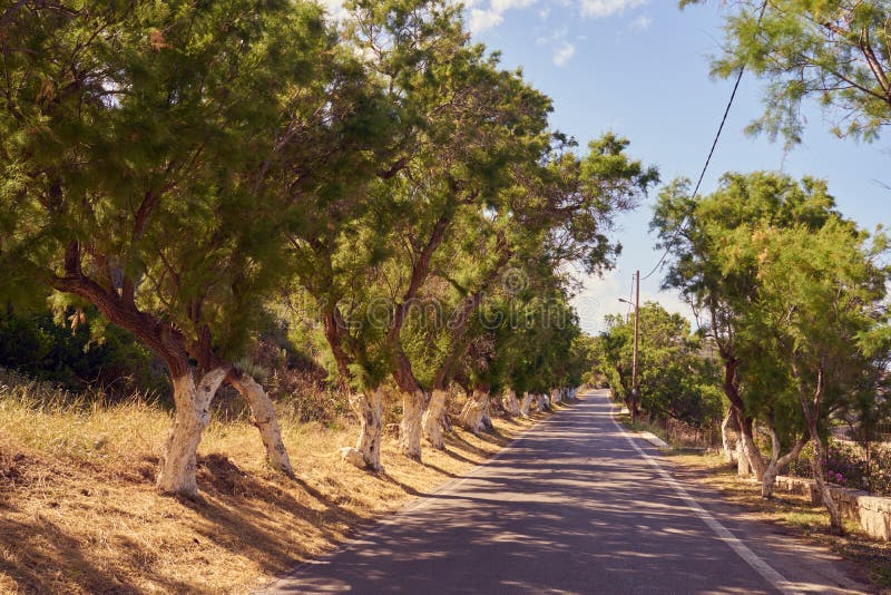 Empty Asphalt Road in Shade of Trees in Crete, Greece. Stock Image ...