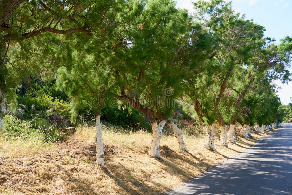 Empty Asphalt Road in Shade of Trees in Crete, Greece. Stock Image ...