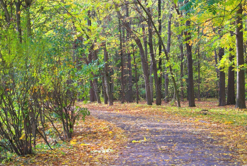 Autumn Footpath through the Alley Stock Image - Image of forest, fall ...