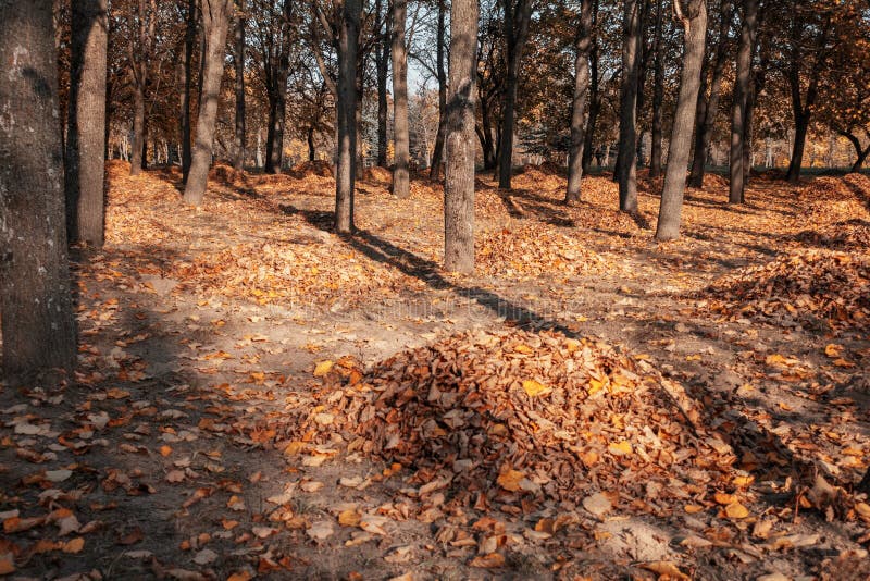 Empty Autumn Park with Yellow Fall Leaves Stock Image - Image of yellow ...