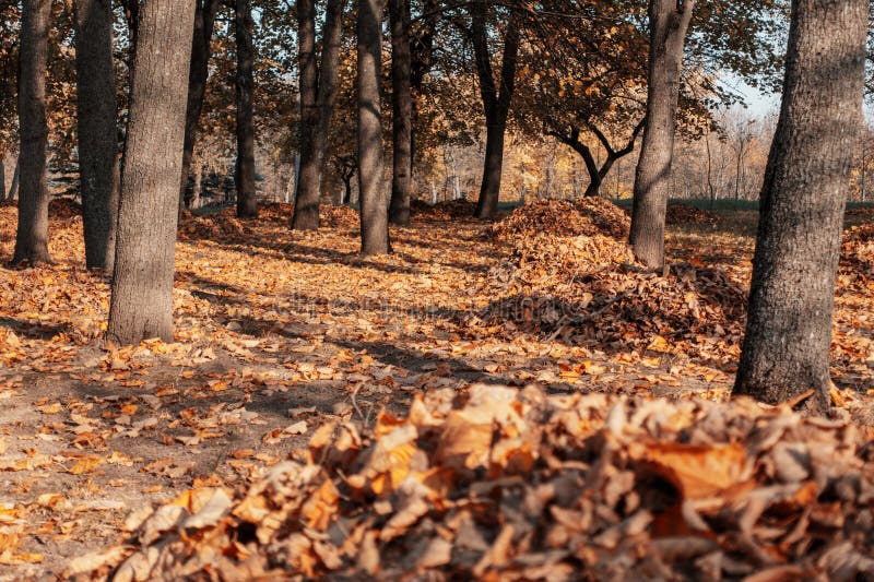 Empty Autumn Park with Yellow Fall Leaves Stock Photo - Image of ...
