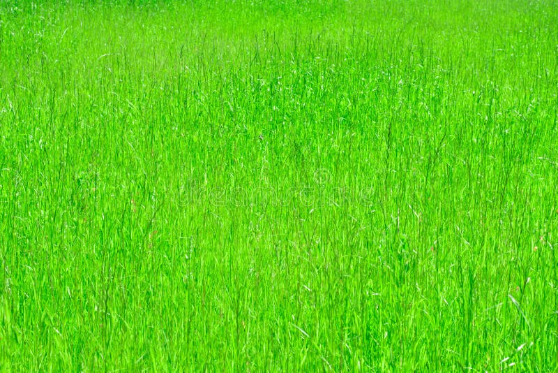 Empty Background Made of Green Lush Grass with Copy Space.Green Grass ...