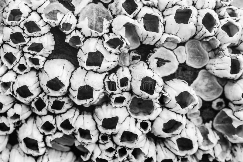 Barnacles on Driftwood stock photo. Image of texture - 215457430