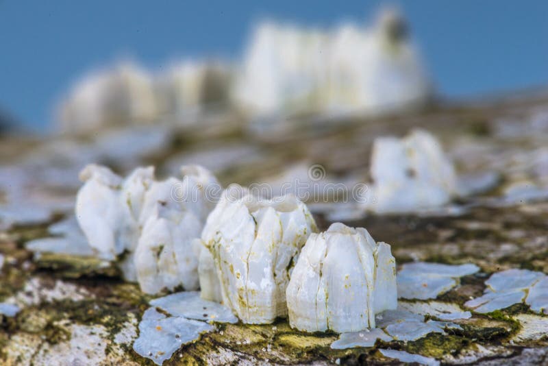 Barnacles on Driftwood stock image. Image of barnacle - 215457431