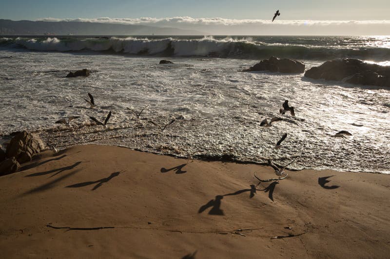 Seagulls fly by the sea stock photo. Image of body, shadow - 186429944