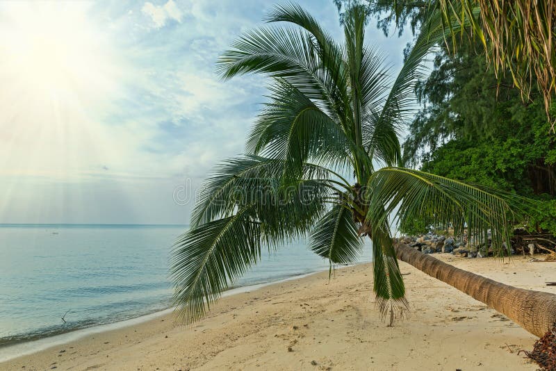 Empty beach and palm trees stock image. Image of beach - 85564959