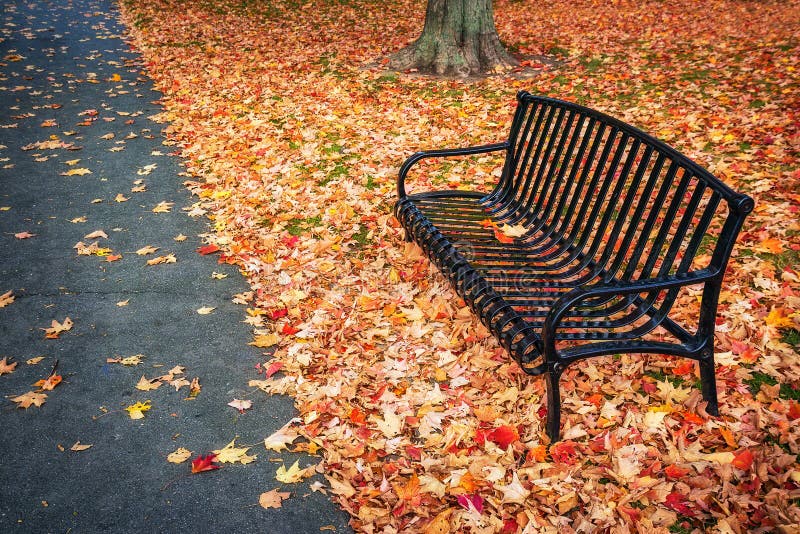 Empty bench at autmn park stock image. Image of outdoors - 91991561