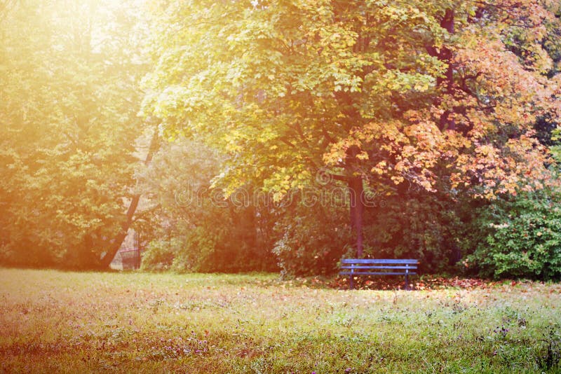 Empty Bench in Autumn Forest Stock Photo - Image of curve, object ...