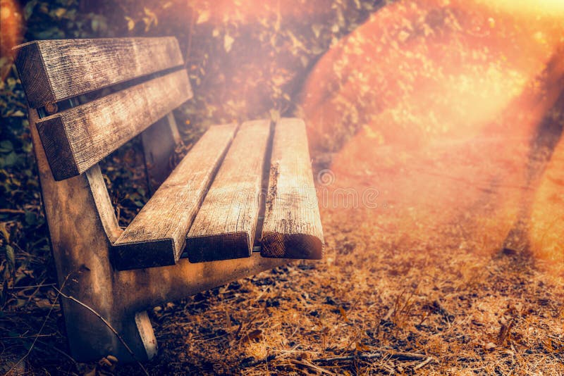 Empty Bench in Autumn Garden or Park Stock Image - Image of natural ...