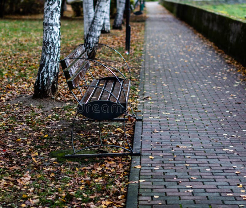 Empty Bench in Autumn Park. Colorful Trees and Fallen Leaves in Autumn ...