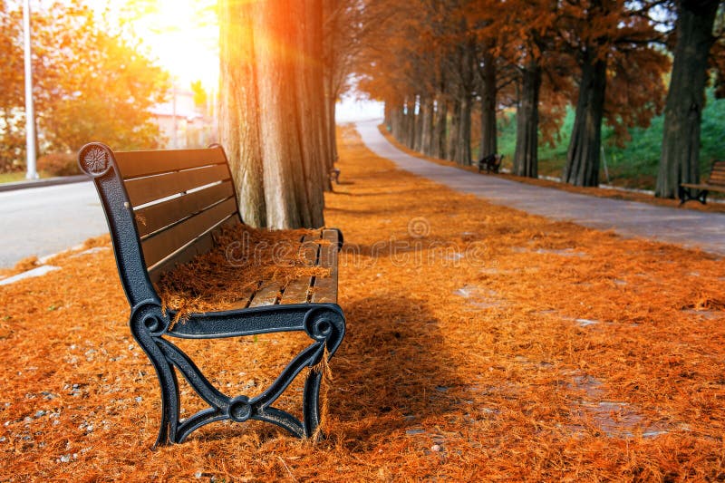 Empty bench in the autumn. stock photo. Image of nature - 64600966
