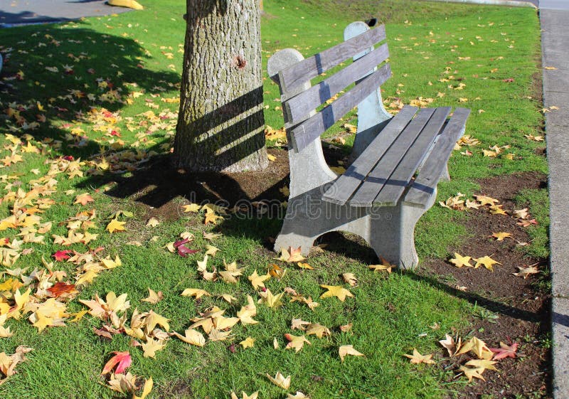An Empty Bench on a Lawn in Fall Stock Image - Image of orange, autumn ...