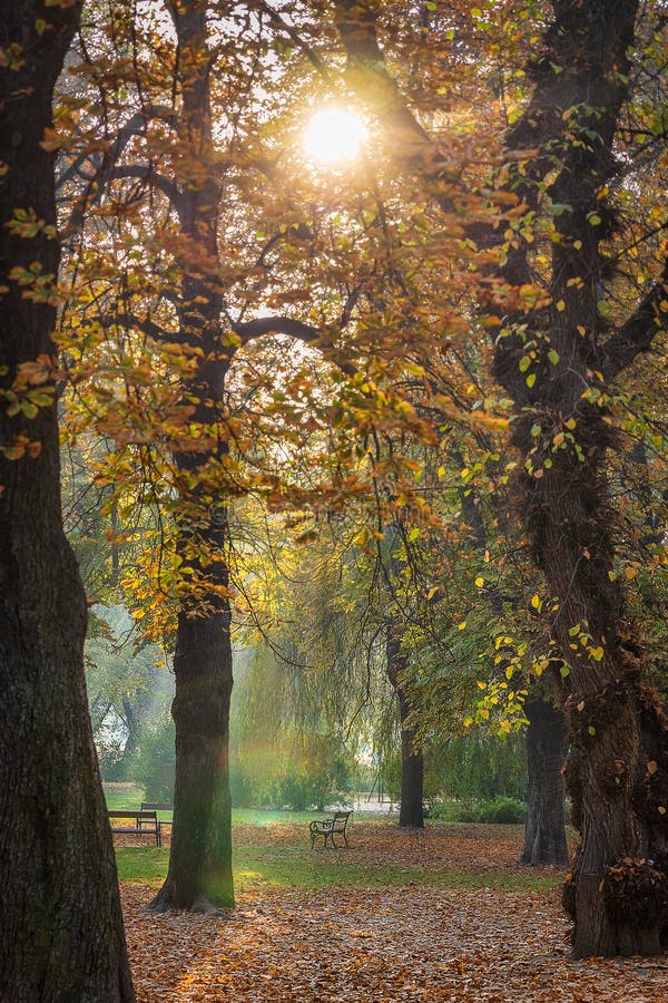 Empty Bench Lit by the Morning Sun in the Park in Autumn Stock Photo ...