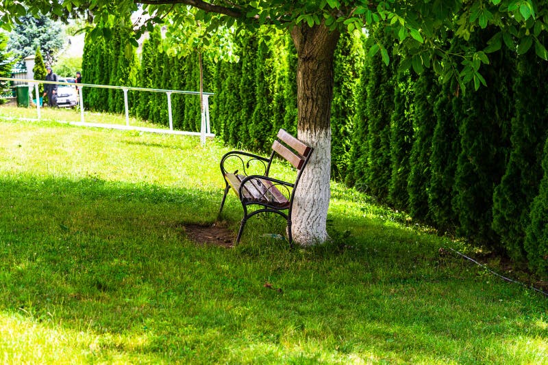 Empty Bench Near a Tree Trunk Painted in White Stock Photo - Image of ...