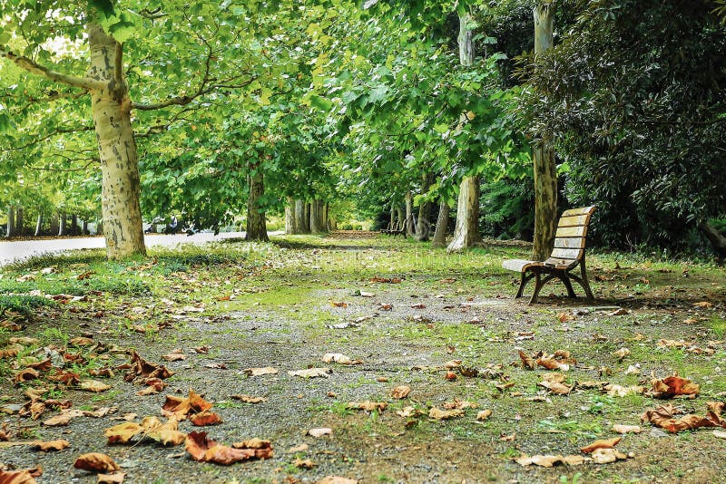 The Empty Bench on the Park Stock Image - Image of chair, outdoors ...
