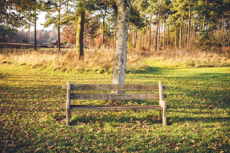 Empty Bench in a Park in the Fall Stock Image - Image of bright, leaf ...