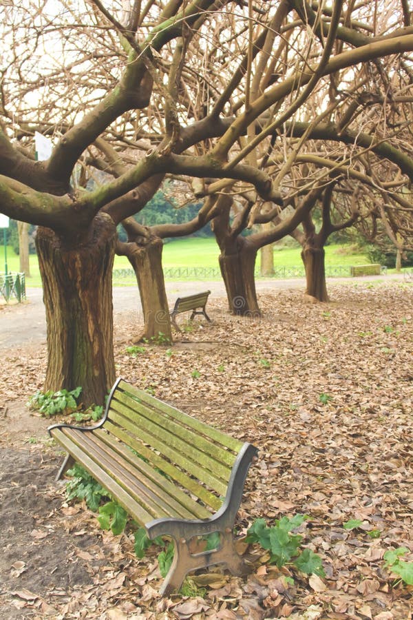Empty Bench in the Park Side View Stock Photo - Image of natural, seat ...